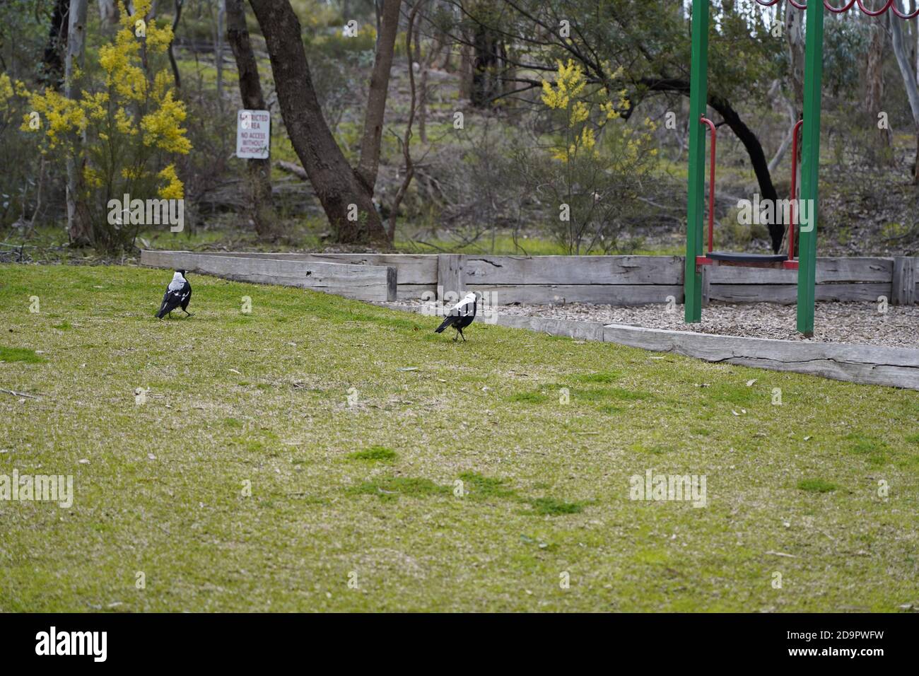 Australian magpie hunting in an Australian garden Stock Photo - Alamy