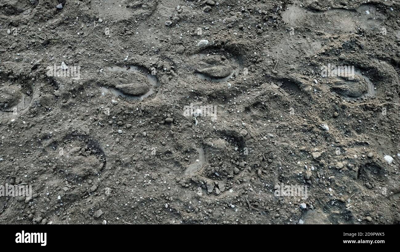 Closeup of horse footprints on the ground, texture for wallpaper or ...