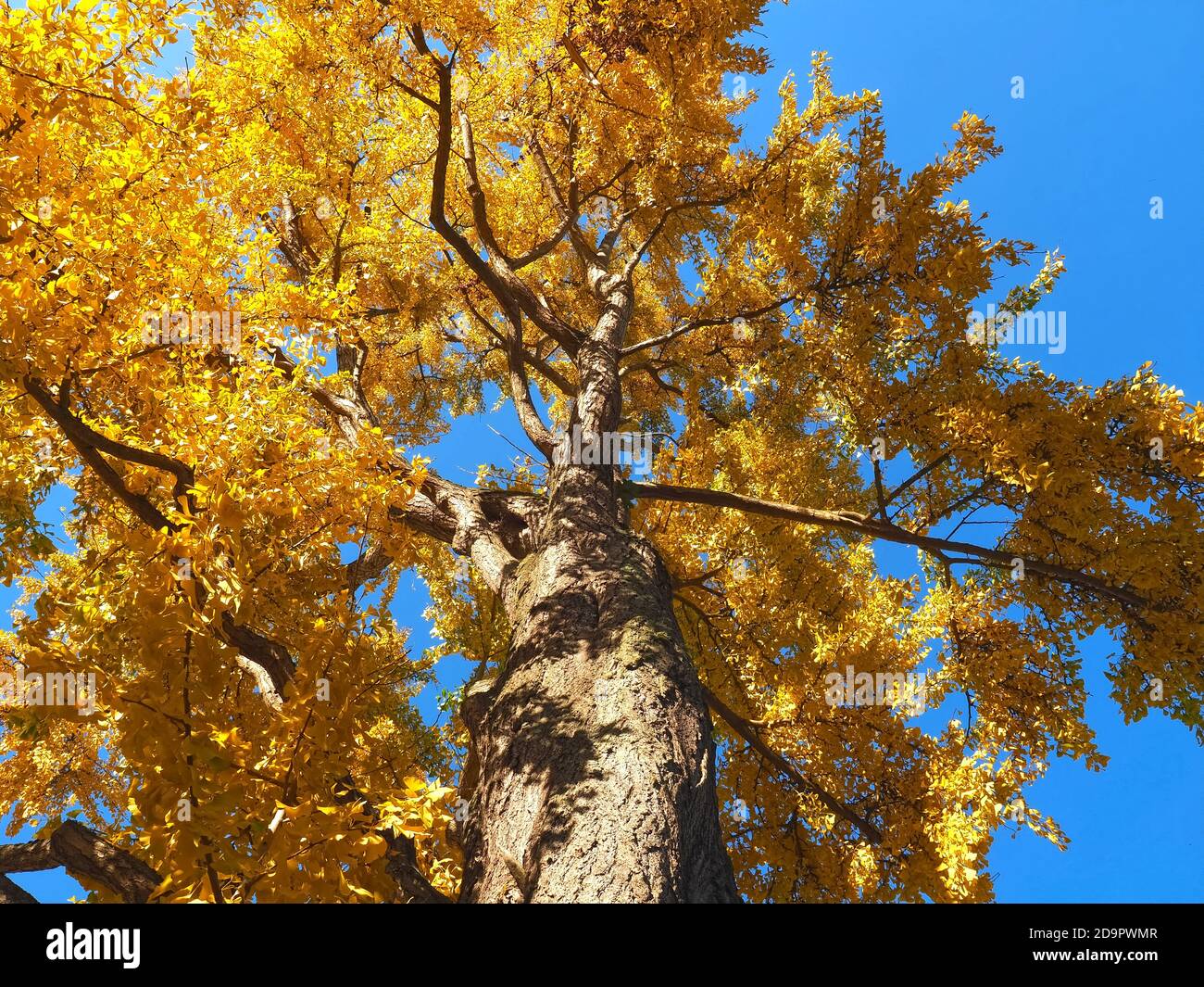 Colors of autumn fall - Huge Ginkgo tree with yellow leafs in front of ...