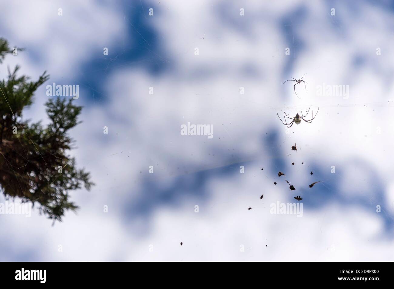 A couple of black and yellow garden spider—Argiope aurantia—rest on the ...