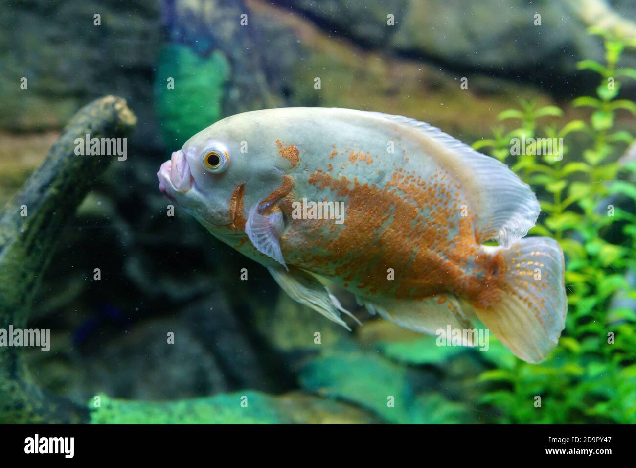 Black oscar fish hi-res stock photography and images - Alamy