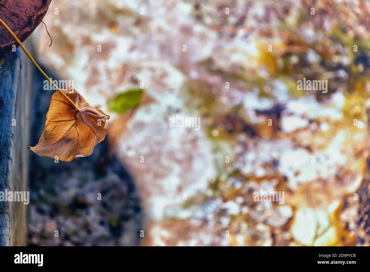 Dead Leaf Texture High Resolution Stock Photography and Images - Alamy