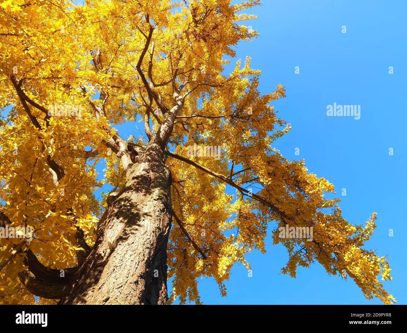 Colors of autumn fall - Huge Ginkgo tree with yellow leafs in front of ...