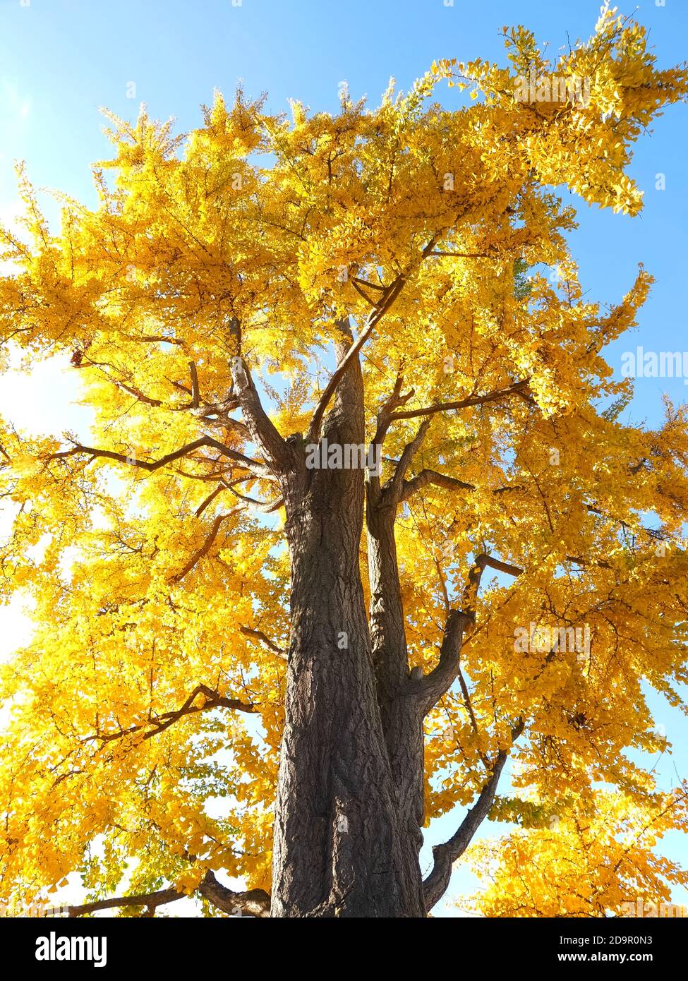Colors of autumn fall - Huge Ginkgo tree with yellow leafs in front of ...