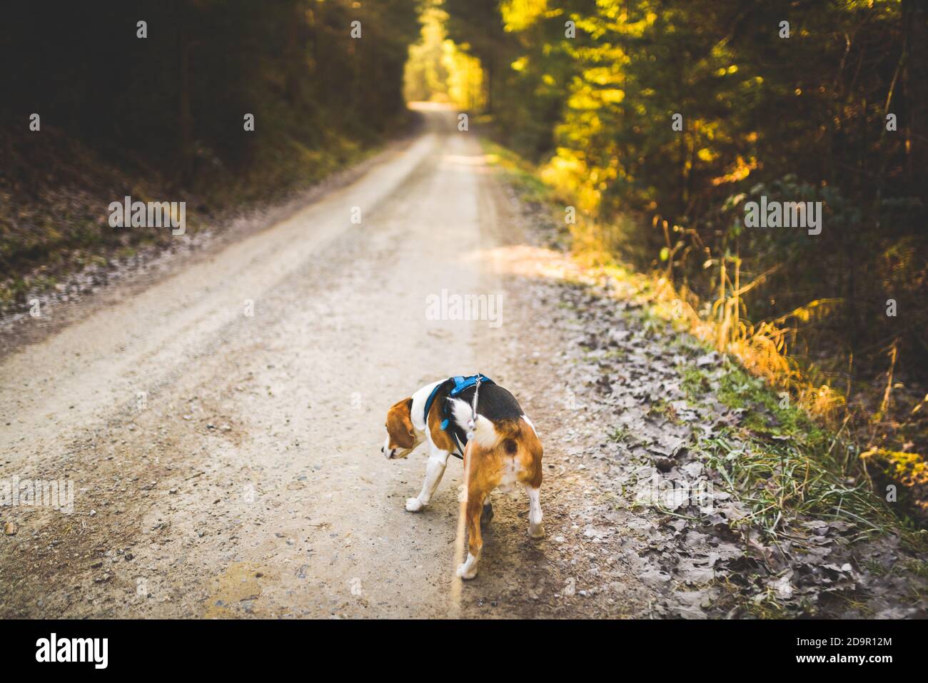 Beagle on leash hi-res stock photography and images - Alamy