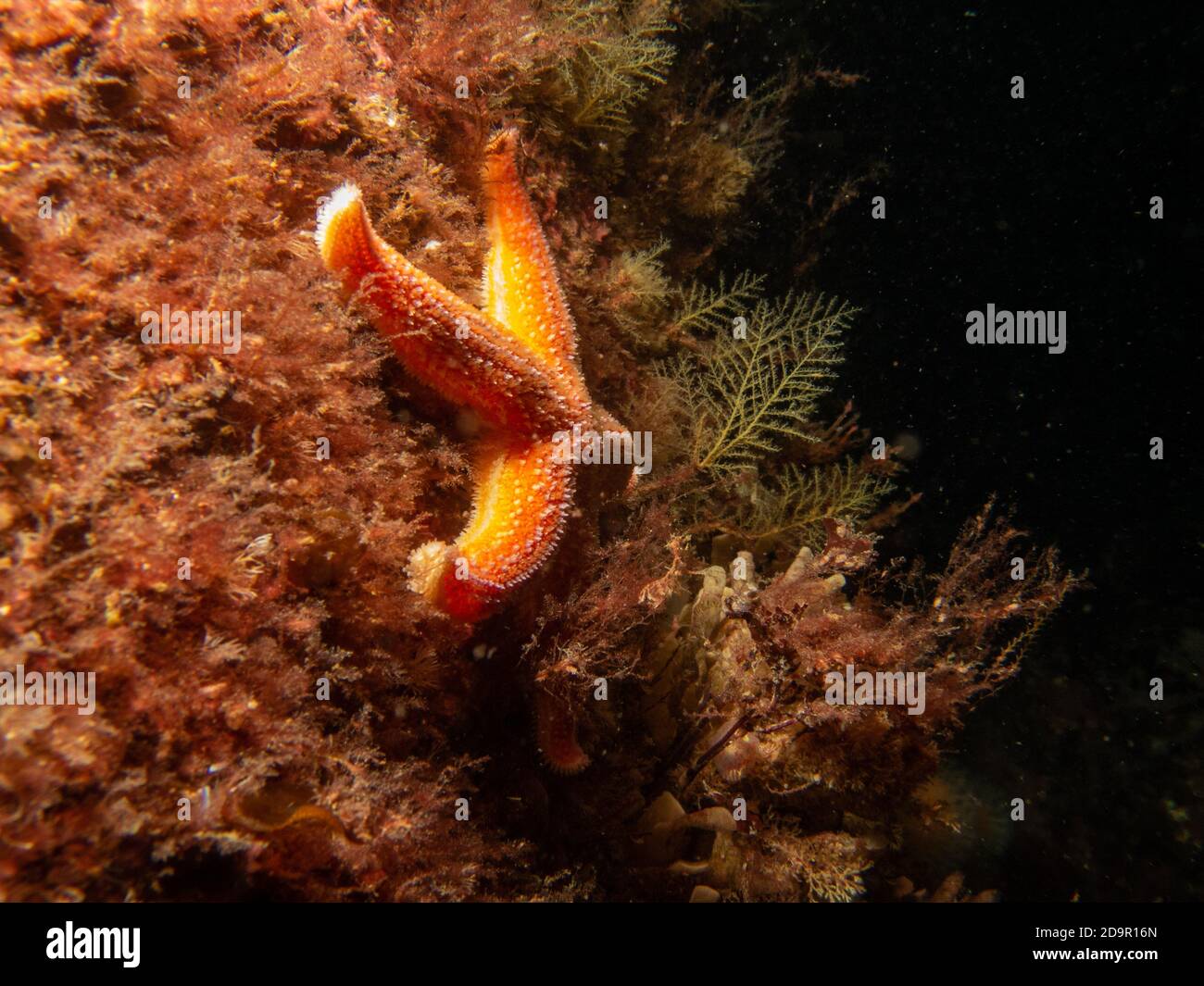 A closeup picture of a common starfish, common sea star or sugar ...