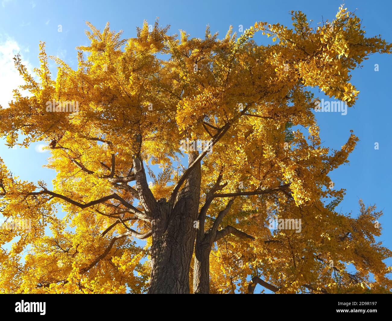 Colors of autumn fall - Huge Ginkgo tree with yellow leafs in front of ...