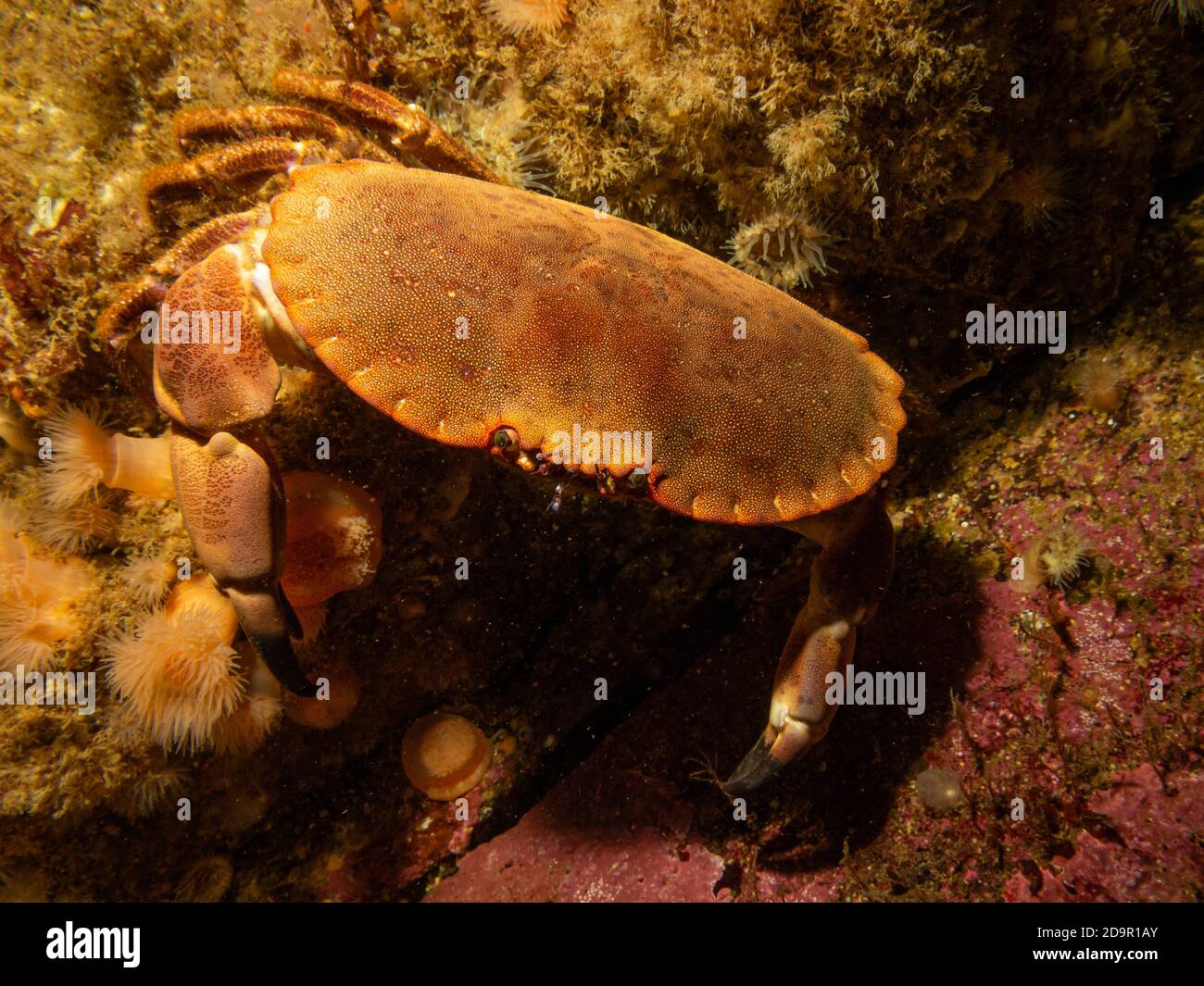 A closeup picture of a common starfish, common sea star or sugar ...