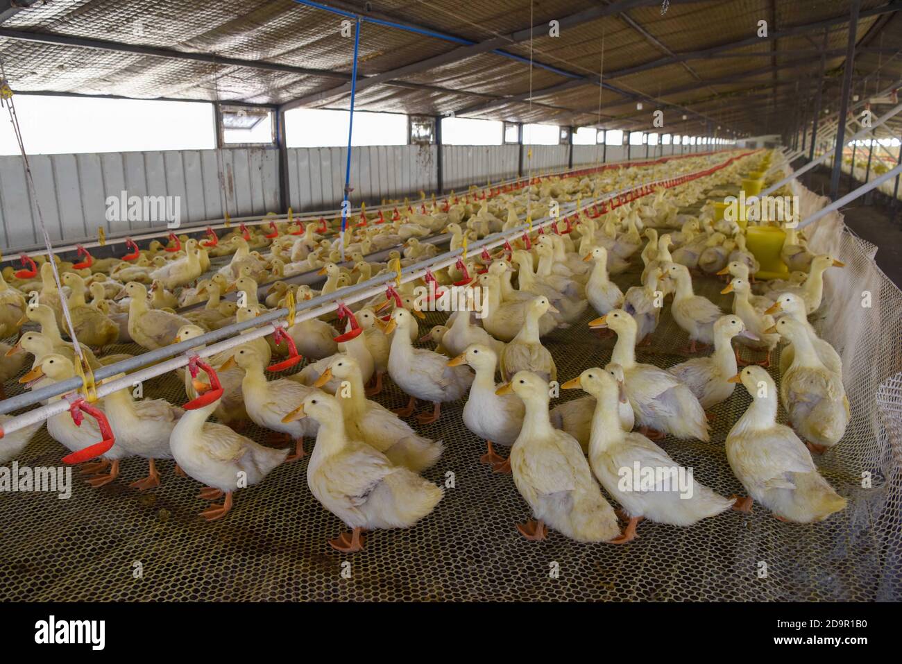 Duck processing hi-res stock photography and images - Alamy