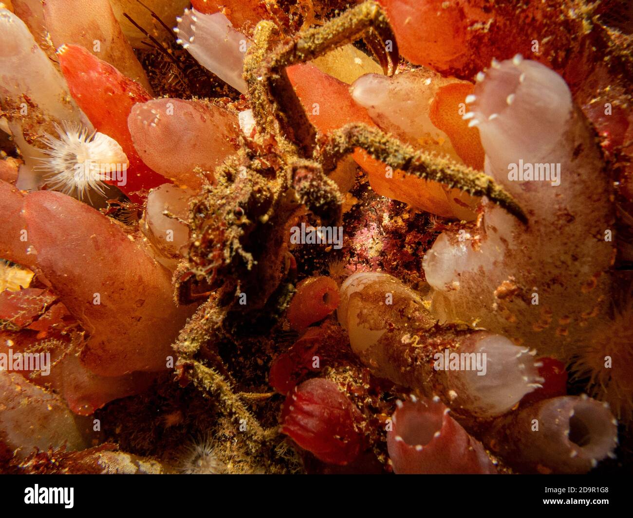 A closeup picture of Ascidiacea, commonly known as the ascidians or sea ...