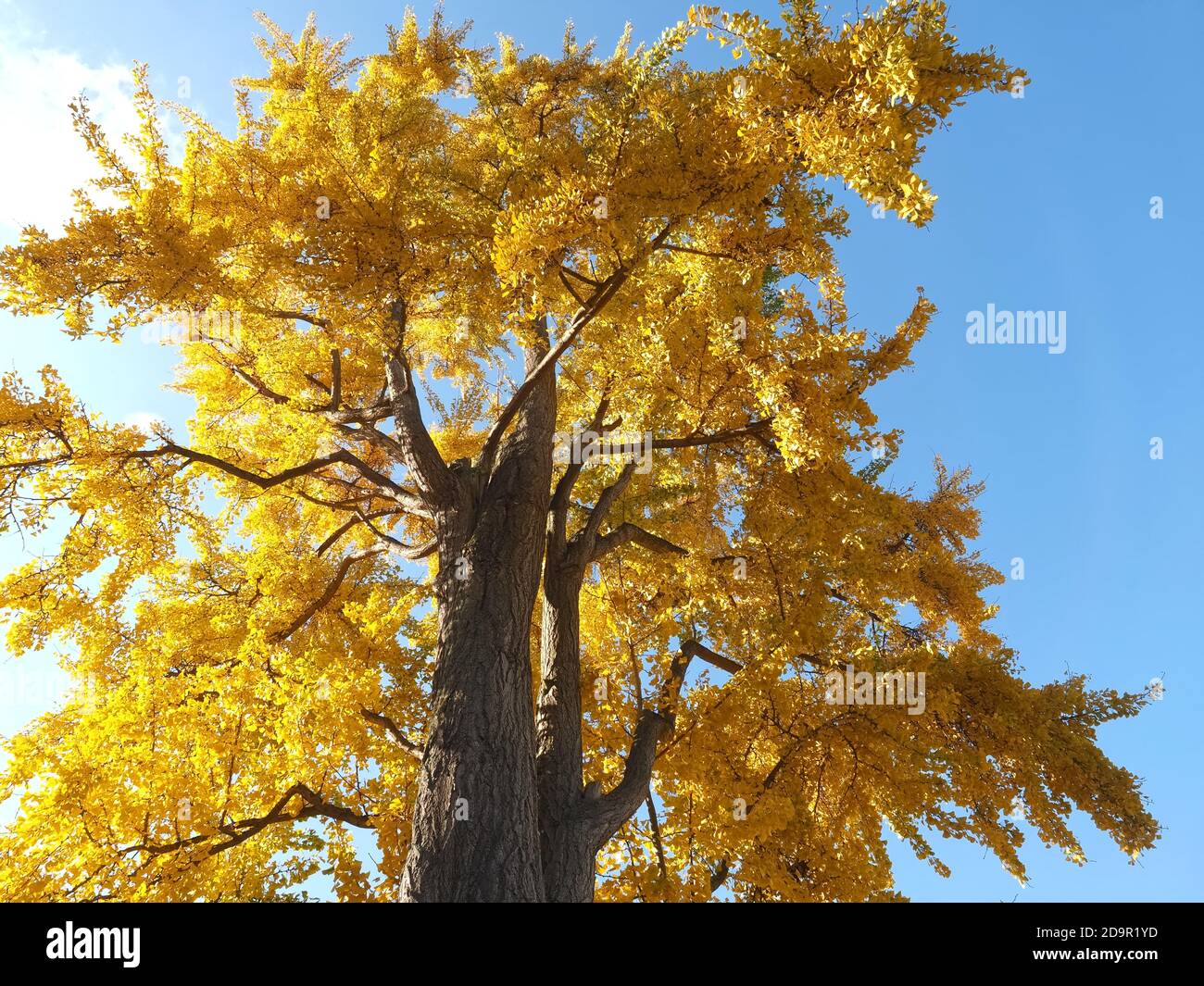 Big ginkgo trees hi-res stock photography and images - Alamy