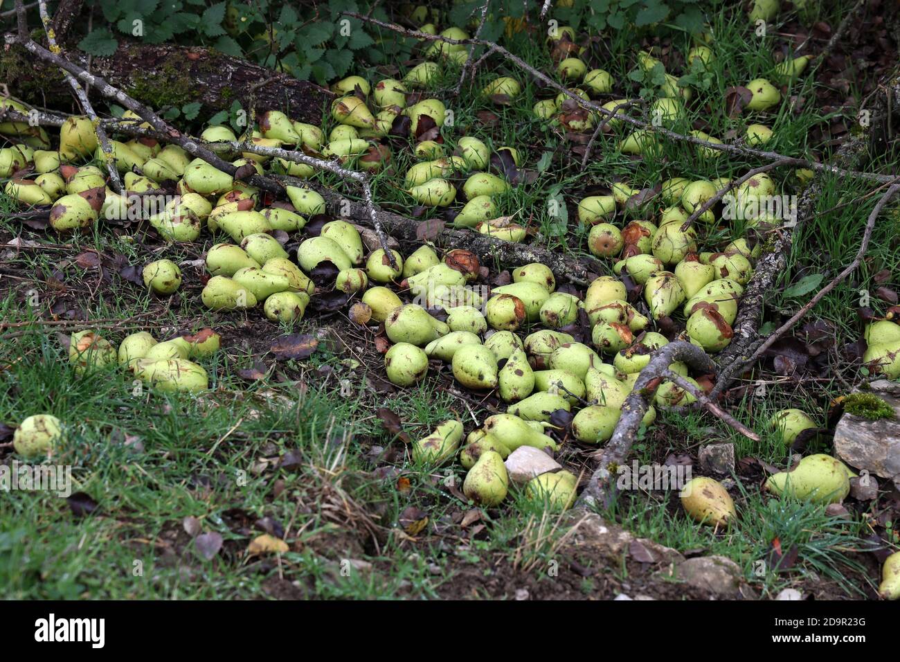 green pears fall from the tree to the grass Stock Photo - Alamy