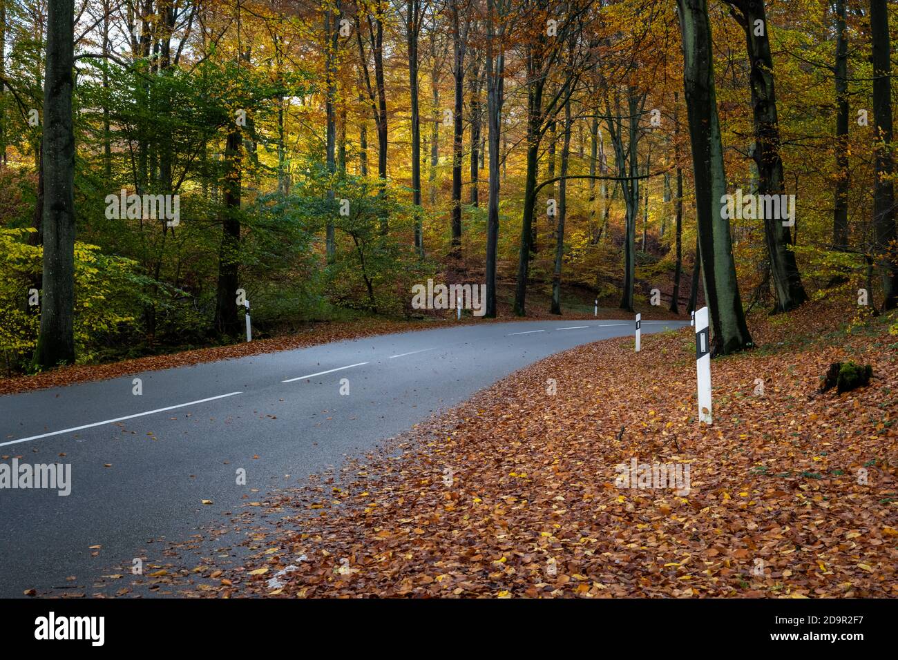 A beautiful view of colourful autumn forest. Picture from Soderasen ...