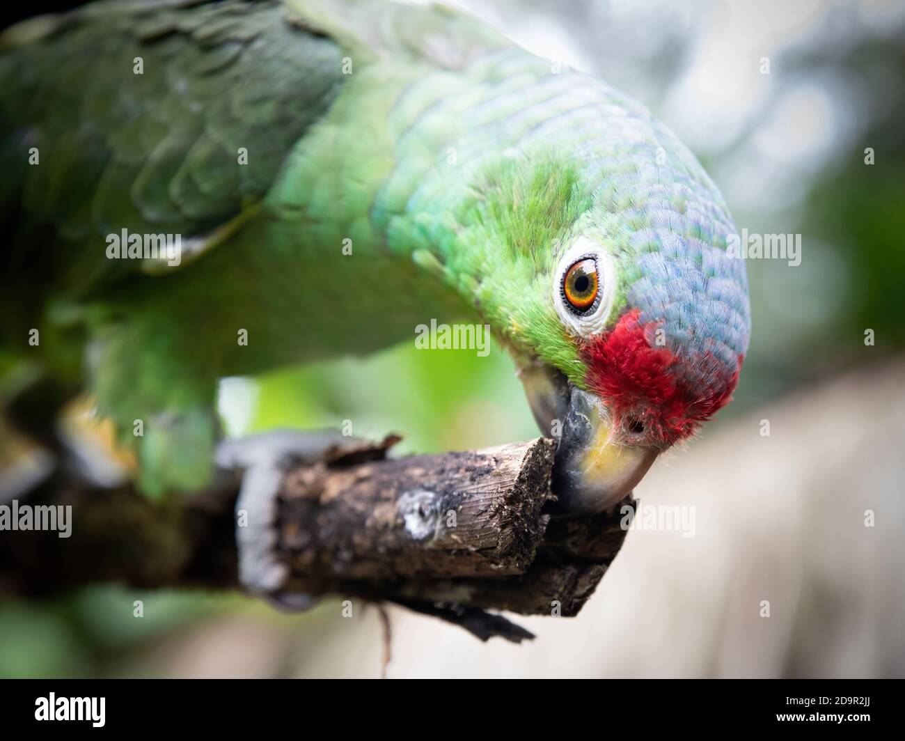 Tropical rainforest tree species hi-res stock photography and images ...