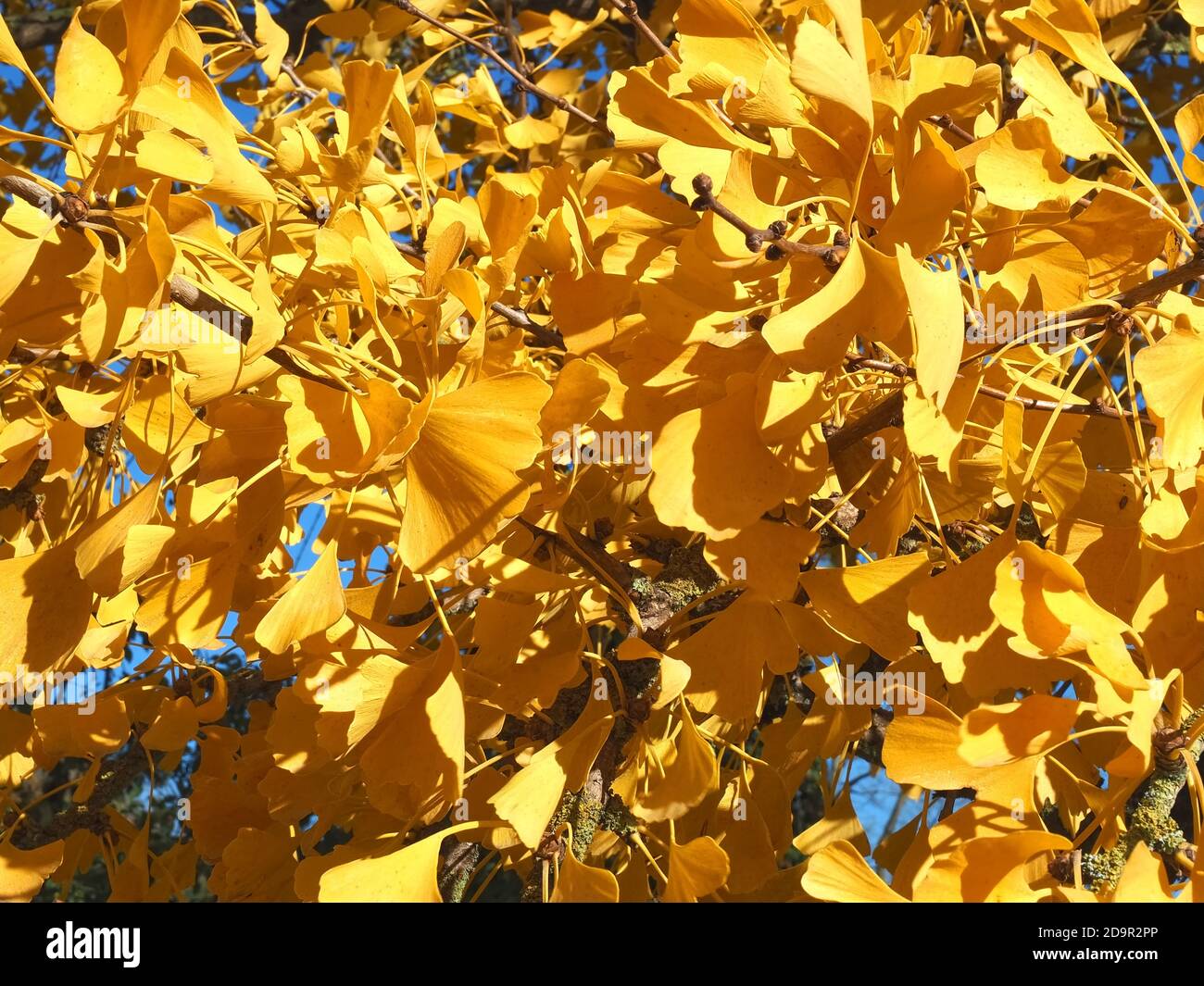 Colors of autumn fall - Huge Ginkgo tree with yellow leafs in front of ...