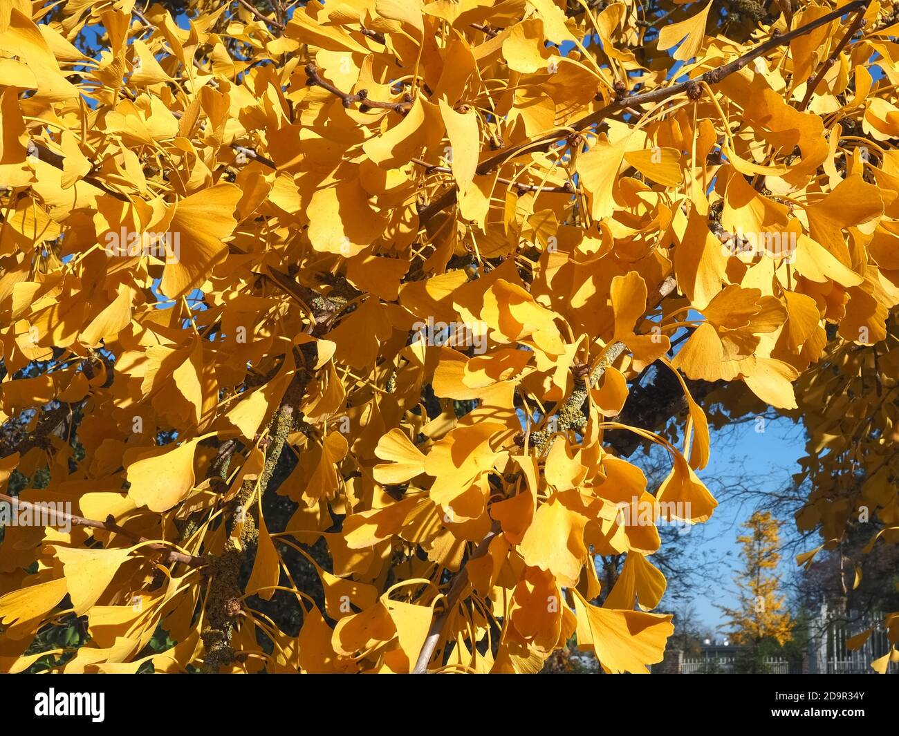 Big ginkgo trees hi-res stock photography and images - Alamy