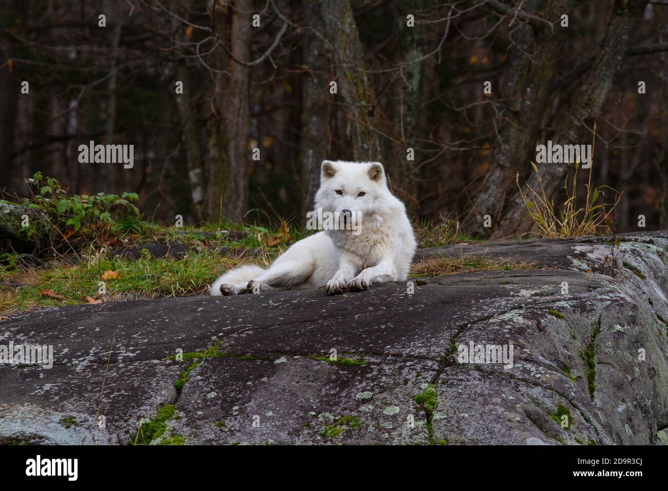 An Arctic Wolf laying on a rock Stock Photo - Alamy
