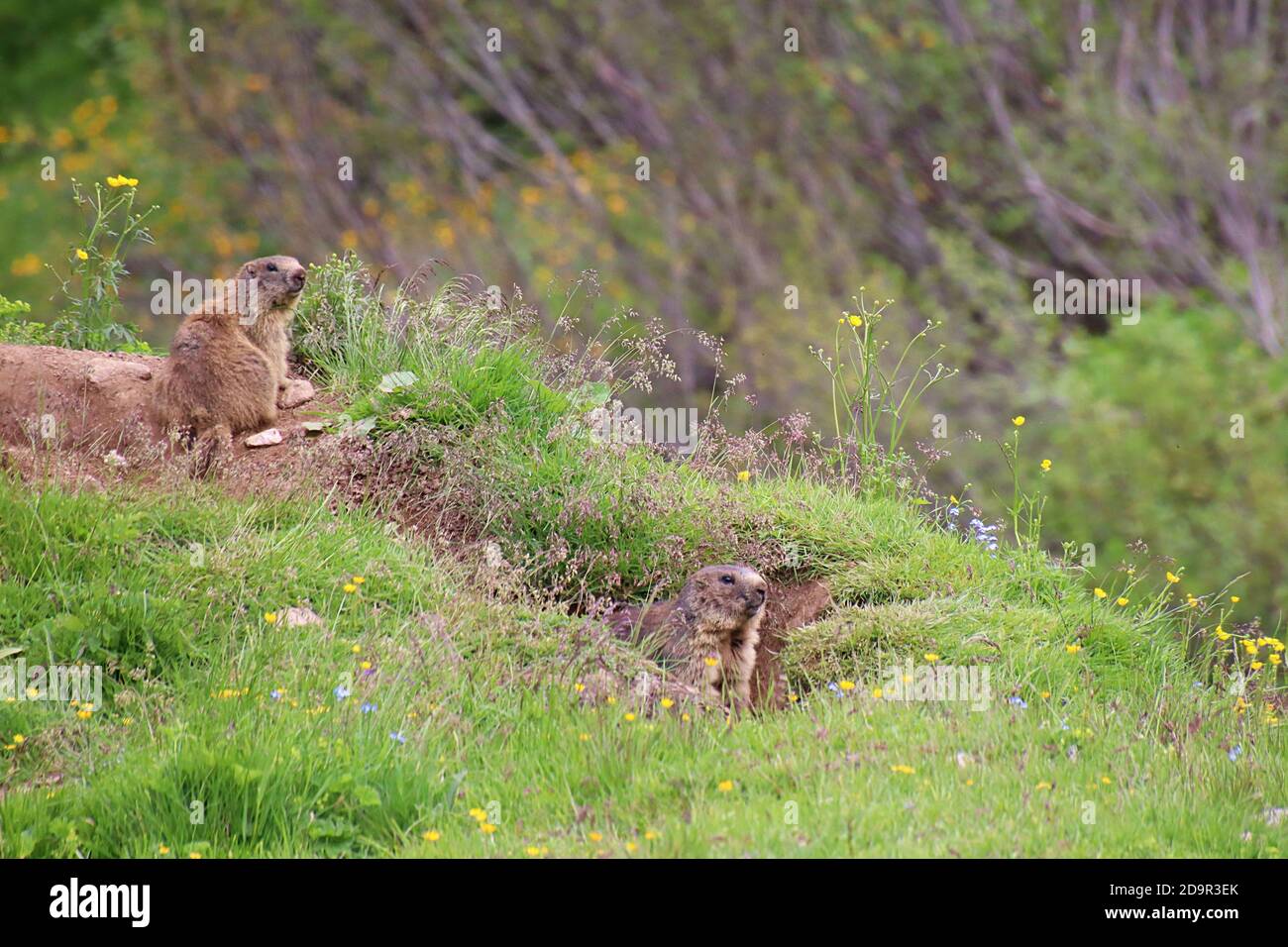 Alpine marmots keep an eye on the environment together Stock Photo - Alamy