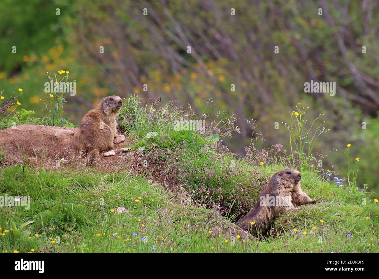 Alpine marmots keep an eye on the environment together Stock Photo - Alamy