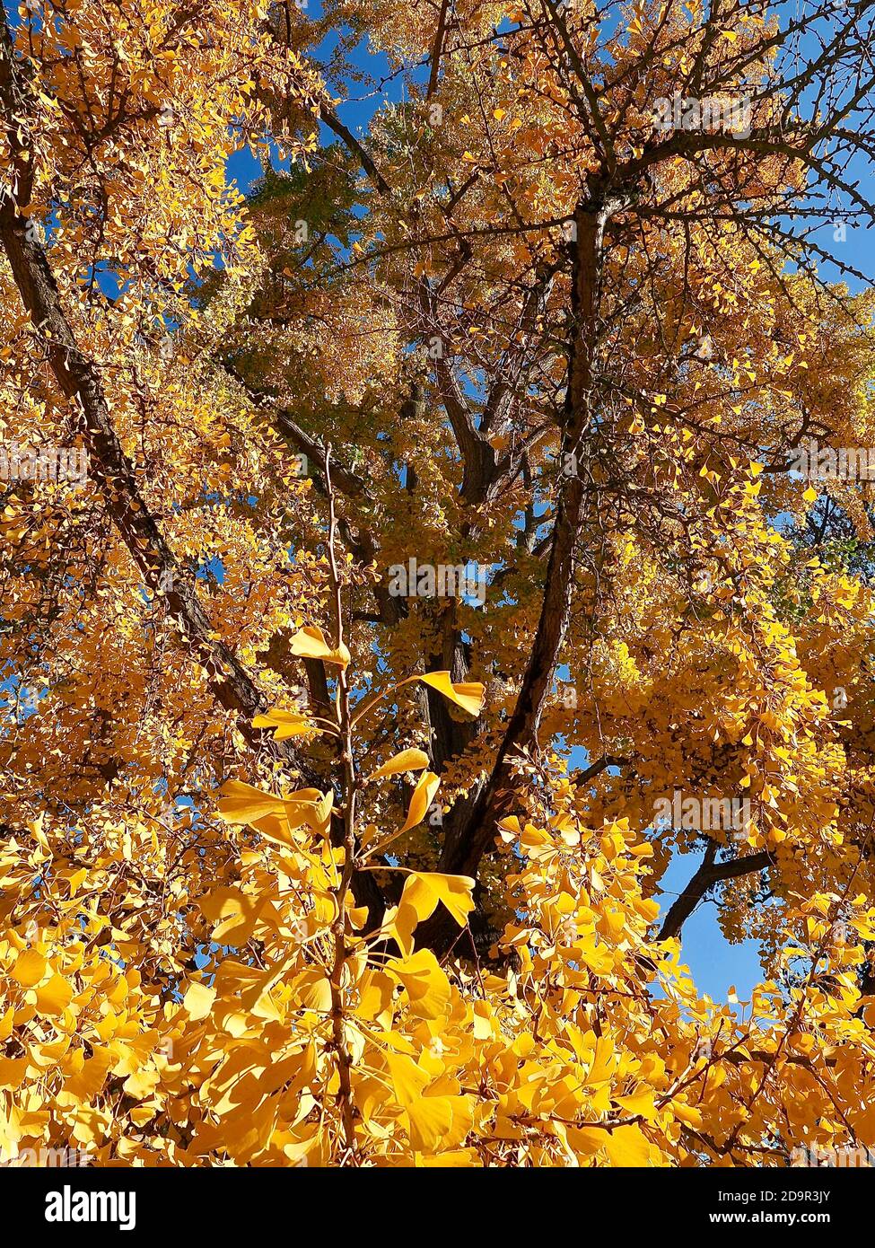 Colors of autumn fall - Huge Ginkgo tree with yellow leafs in front of ...