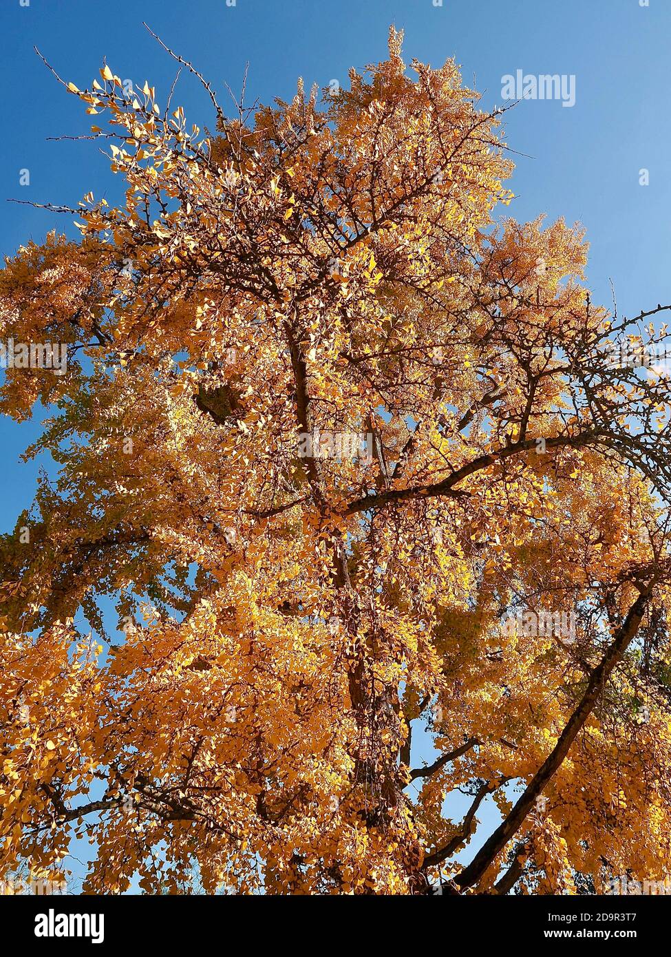 Colors of autumn fall - Huge Ginkgo tree with yellow leafs in front of ...