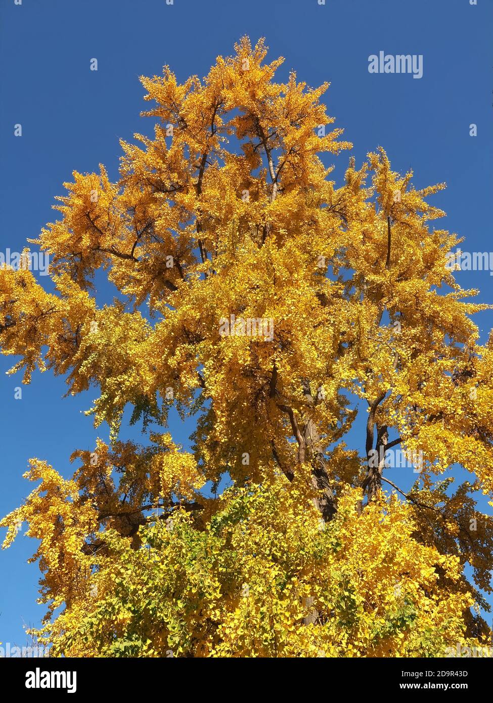 Colors of autumn fall - Huge Ginkgo tree with yellow leafs in front of ...