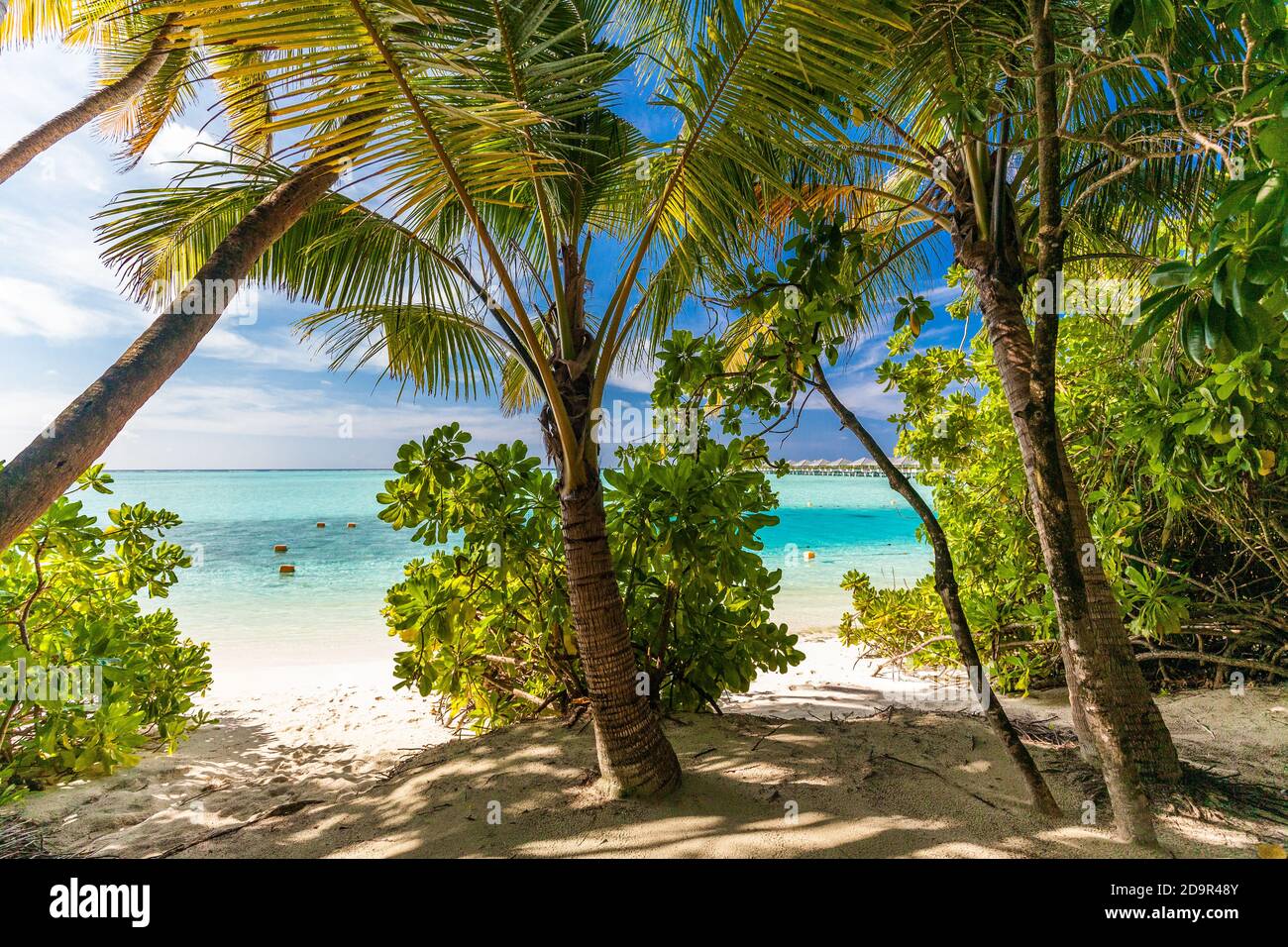 Tropical beach in Maldives with palm trees and vibrant inviting lagoon ...