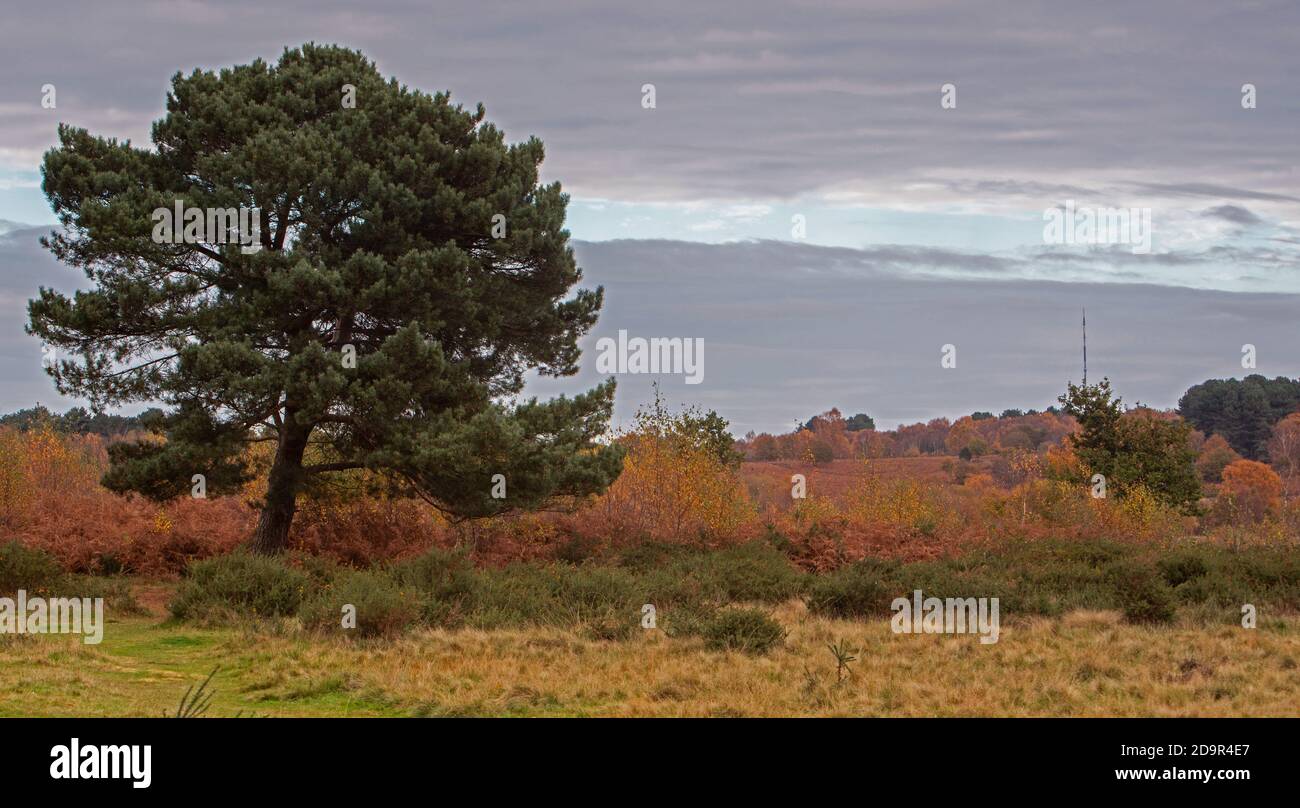 English autumn woodland hi-res stock photography and images - Alamy