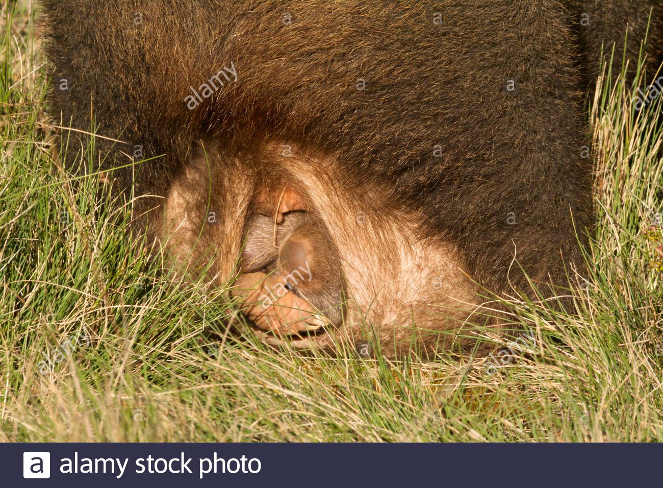 Backwards Facing High Resolution Stock Photography and Images - Alamy