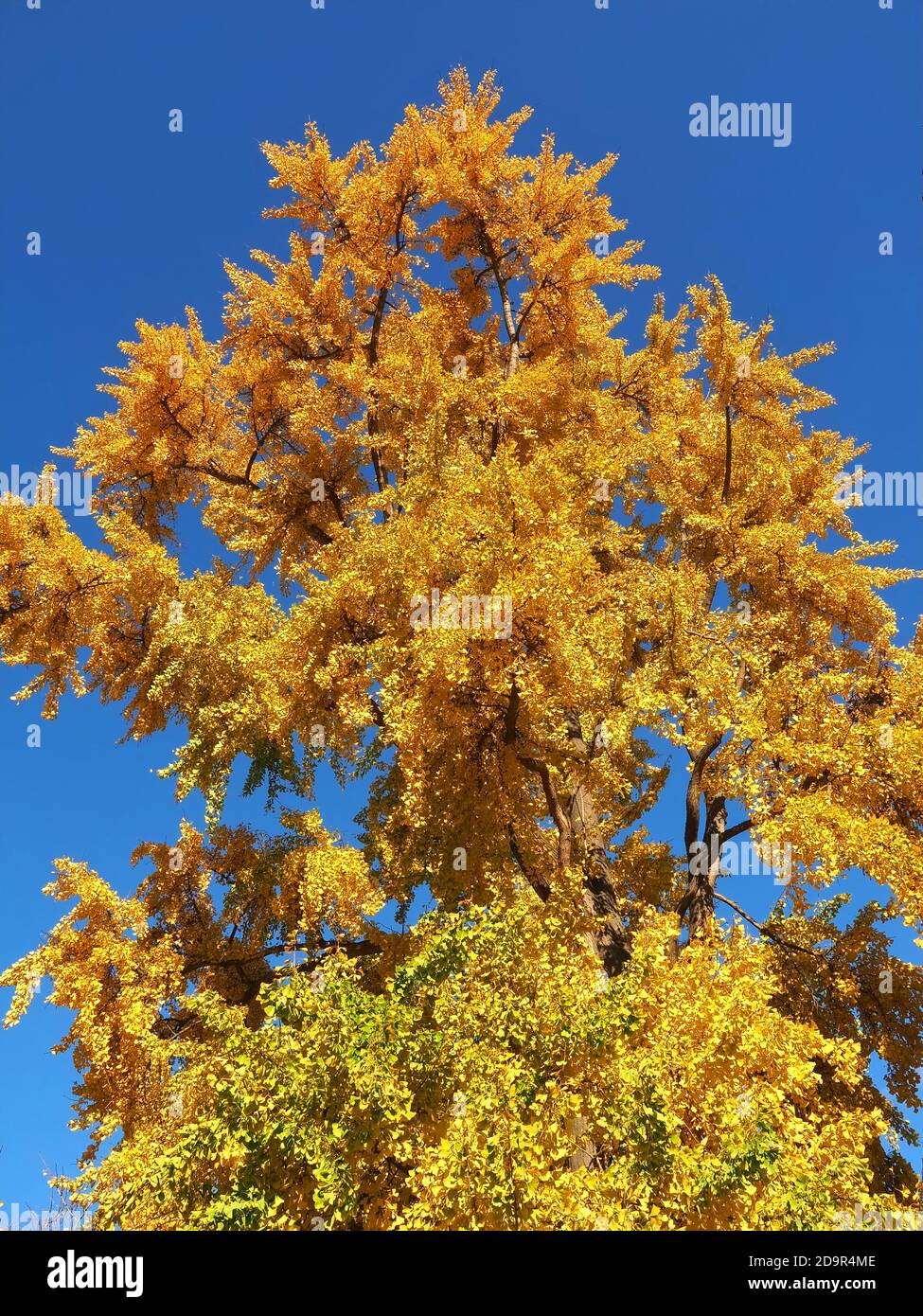Colors of autumn fall - Huge Ginkgo tree with yellow leafs in front of ...