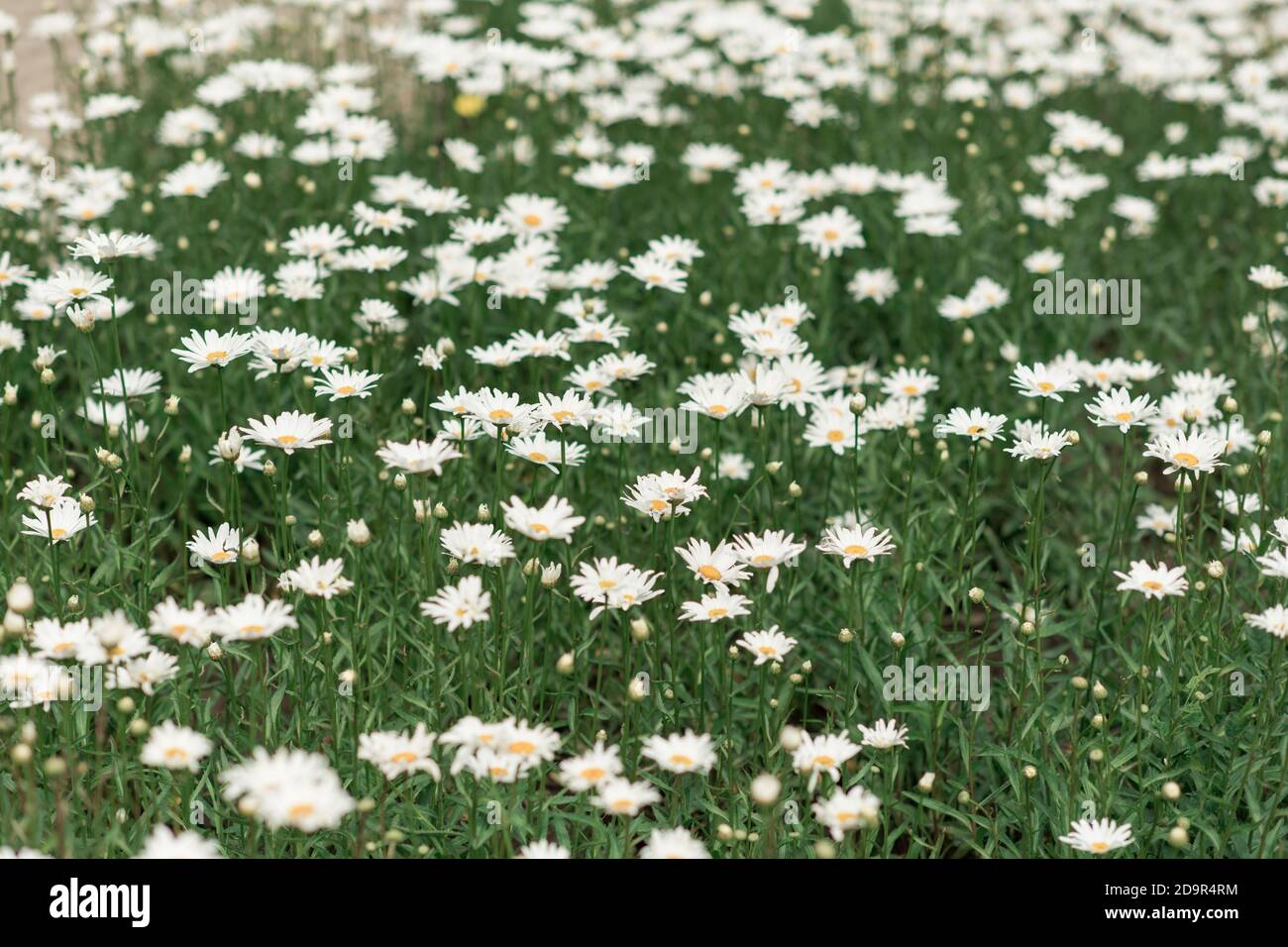 A beautiful daisies field in spring Background Stock Photo - Alamy