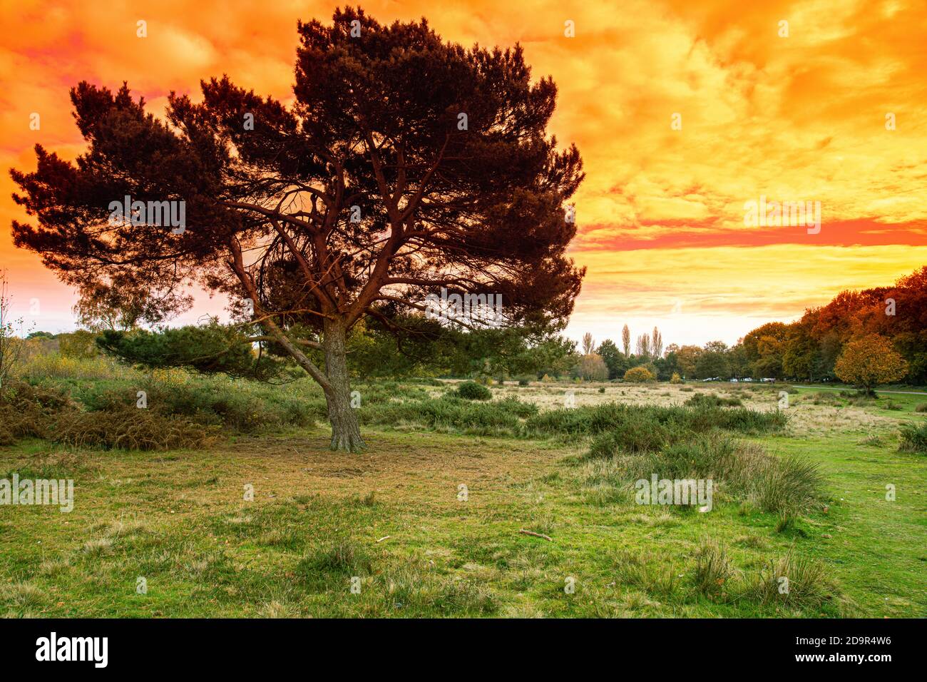 English autumn woodland hi-res stock photography and images - Alamy