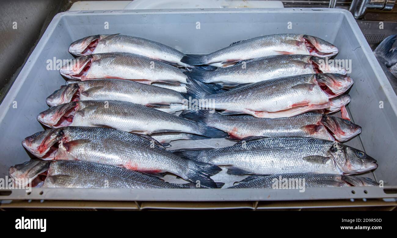 Fresh fish whitefish scales hi-res stock photography and images - Alamy