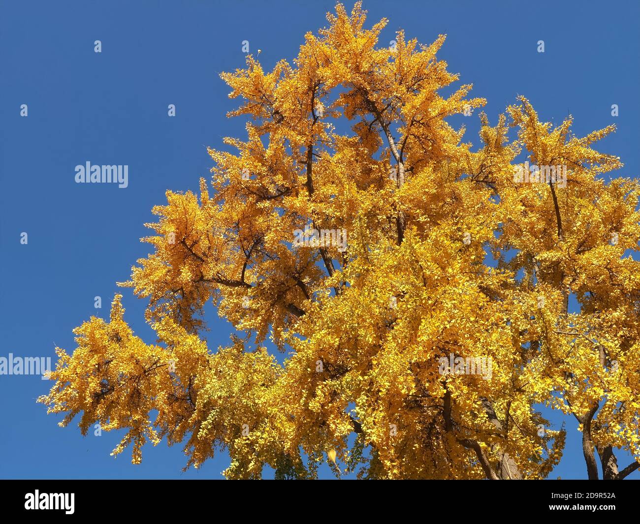 Big Ginkgo Trees High Resolution Stock Photography and Images - Alamy