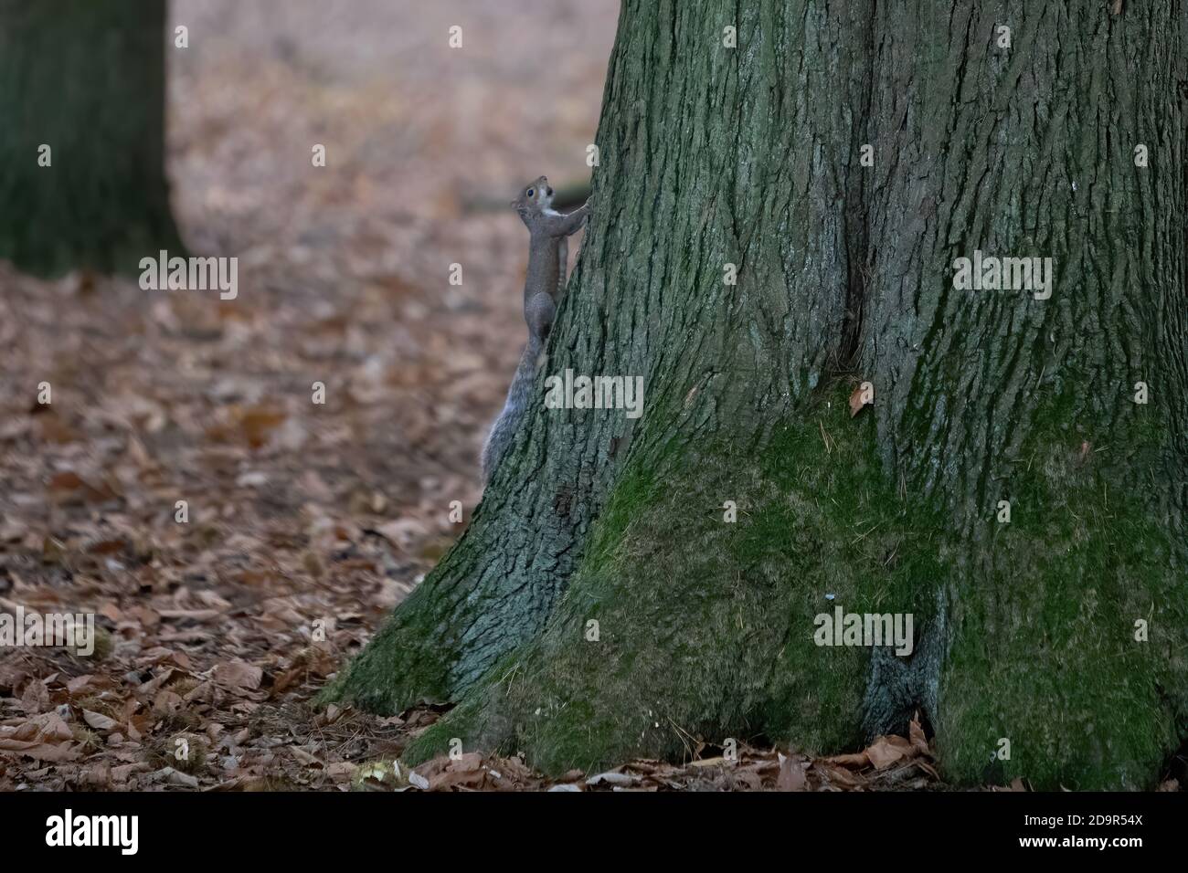 Squirrel running up tree hi-res stock photography and images - Alamy