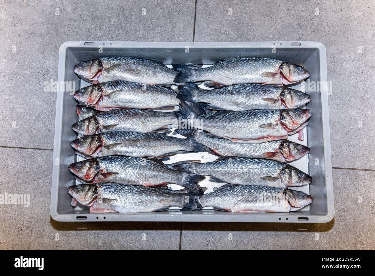 Perch fish inside the crates at the fish market. Fresh sea perch fish ...