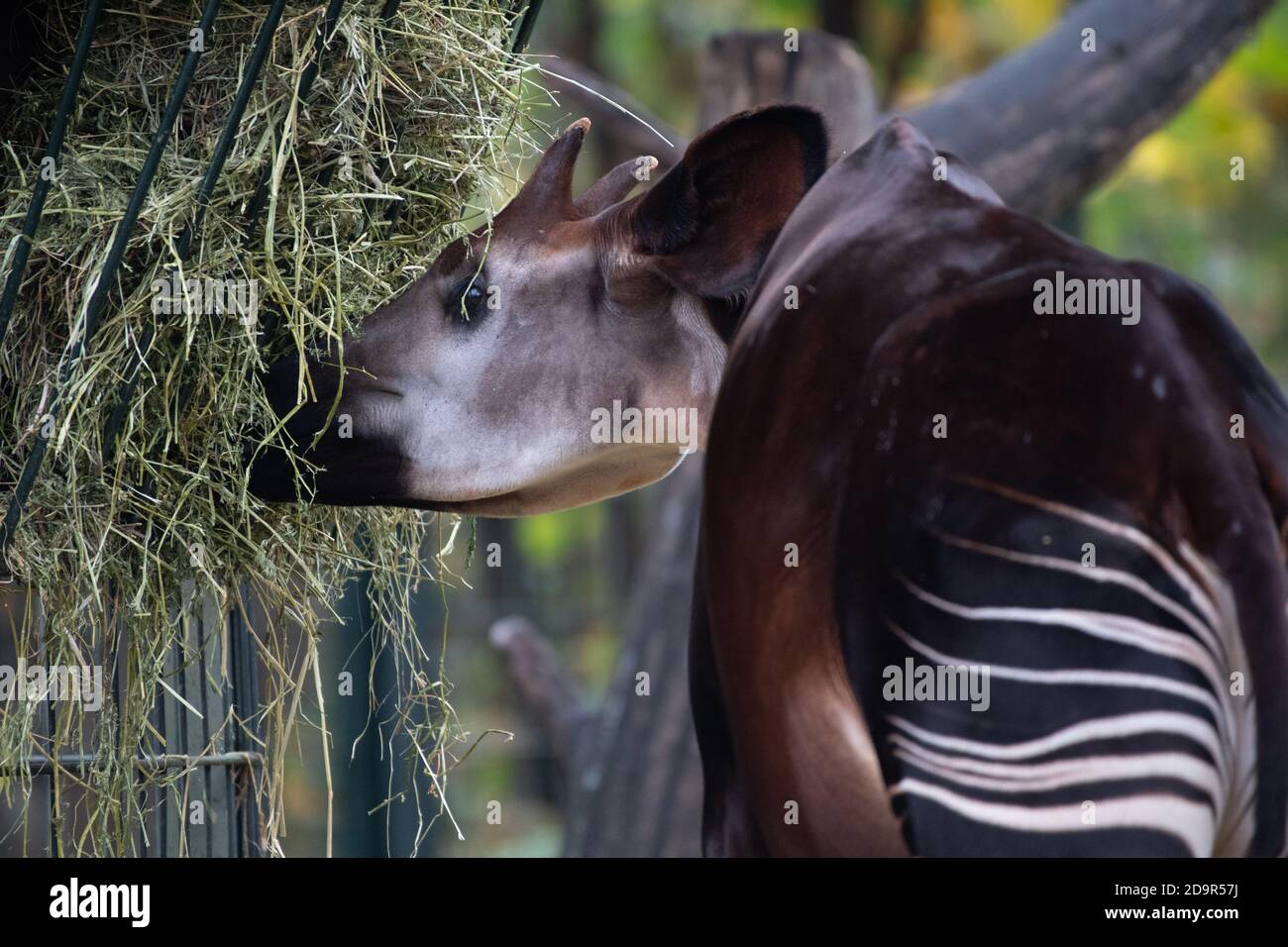 Berlin, Germany. 02nd Nov, 2020. An okapi can be tasted at the Berlin ...