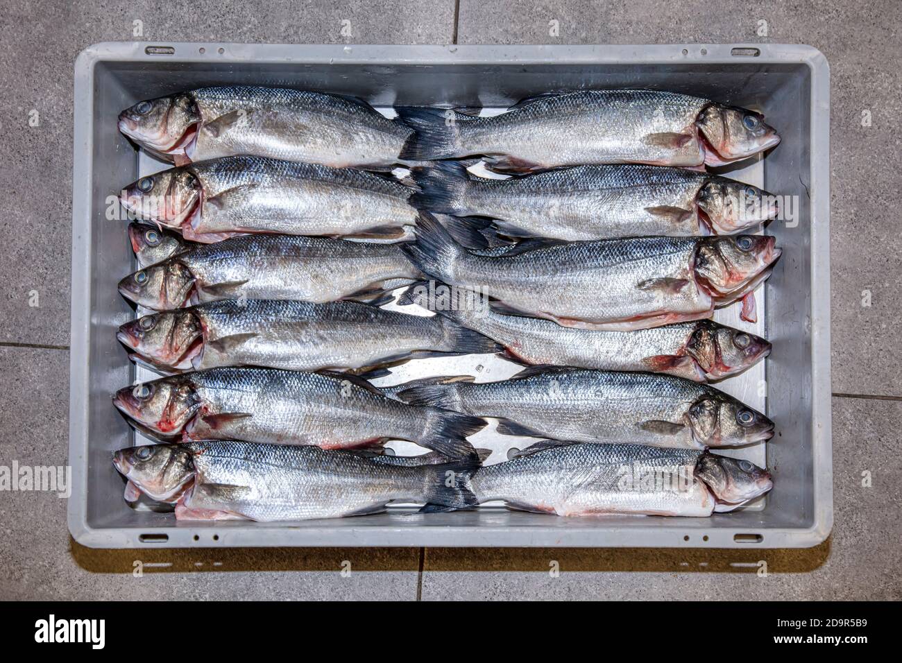 Perch fish inside the crates at the fish market. Fresh sea perch fish ...