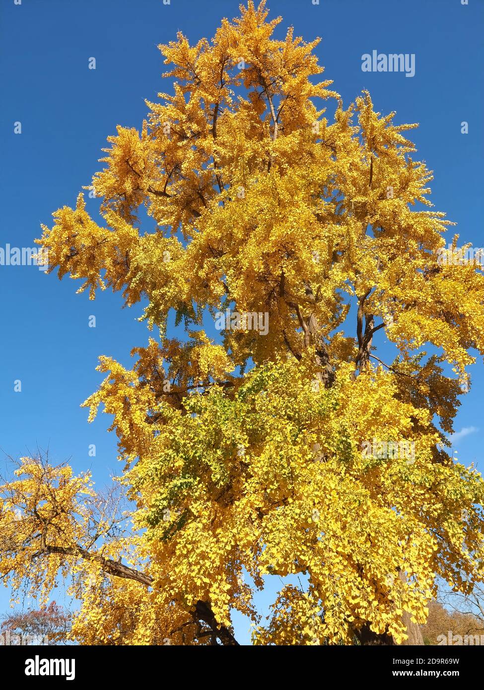 Colors of autumn fall - Huge Ginkgo tree with yellow leafs in front of ...