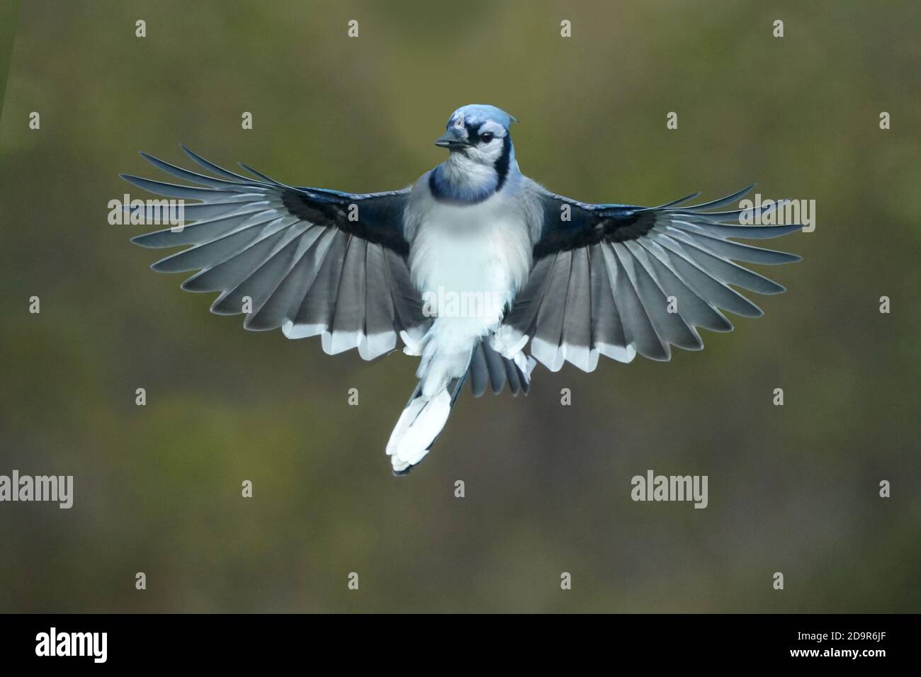 Blue Jays in flight over feeder Stock Photo - Alamy
