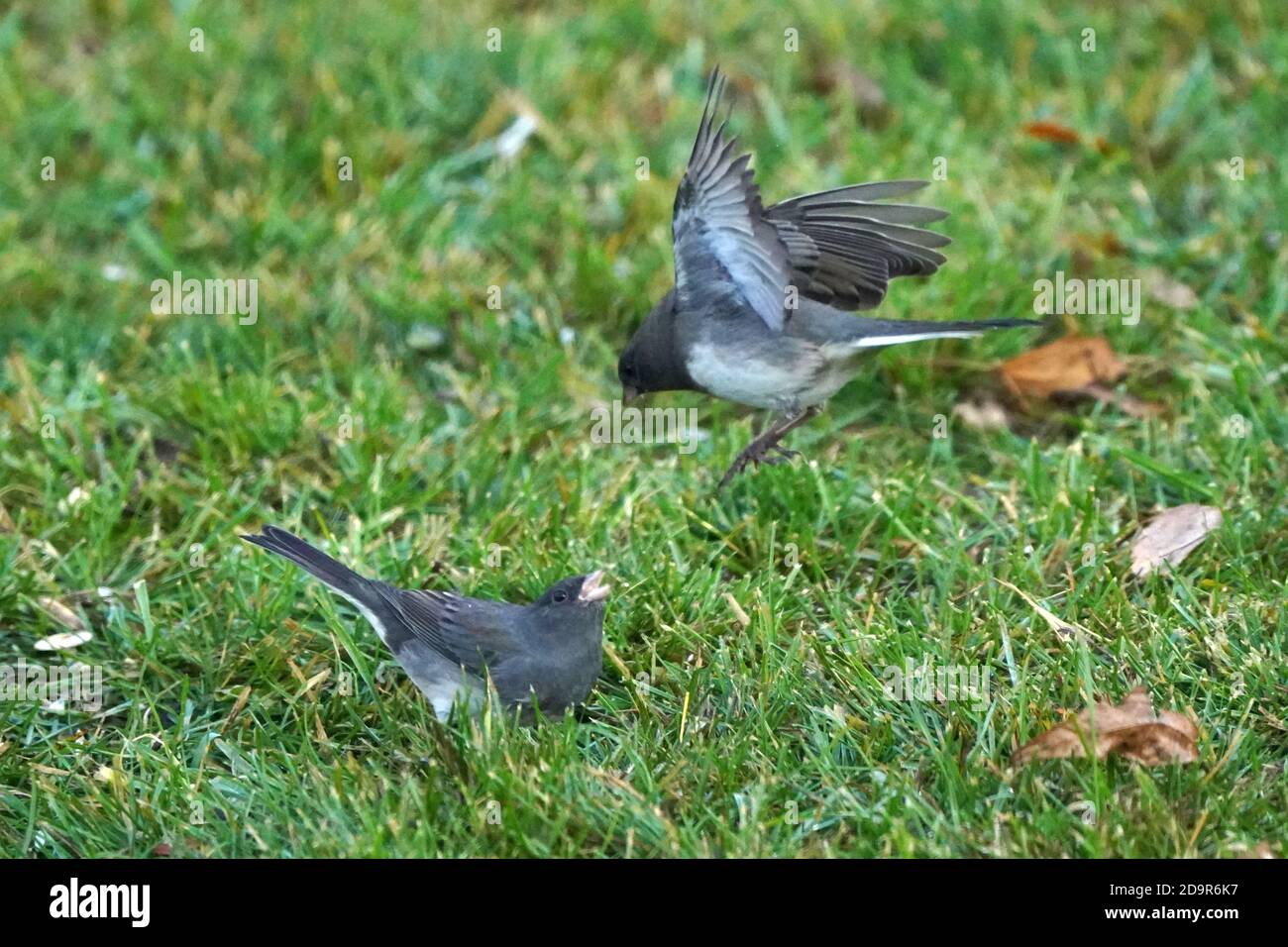 Junco fight on the grass Stock Photo - Alamy