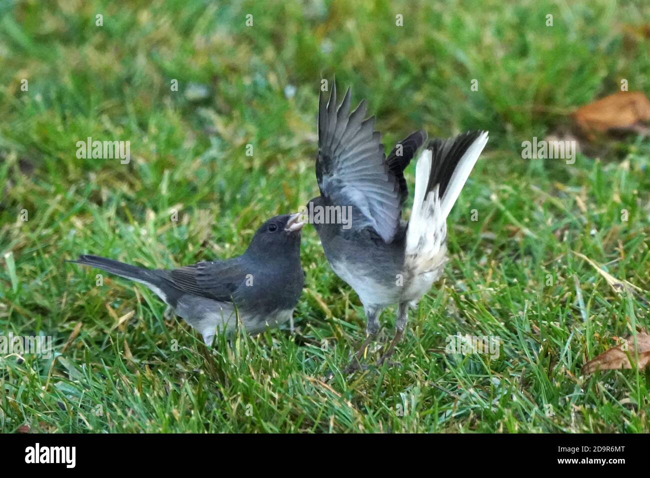 Males fighting over females hi-res stock photography and images - Alamy