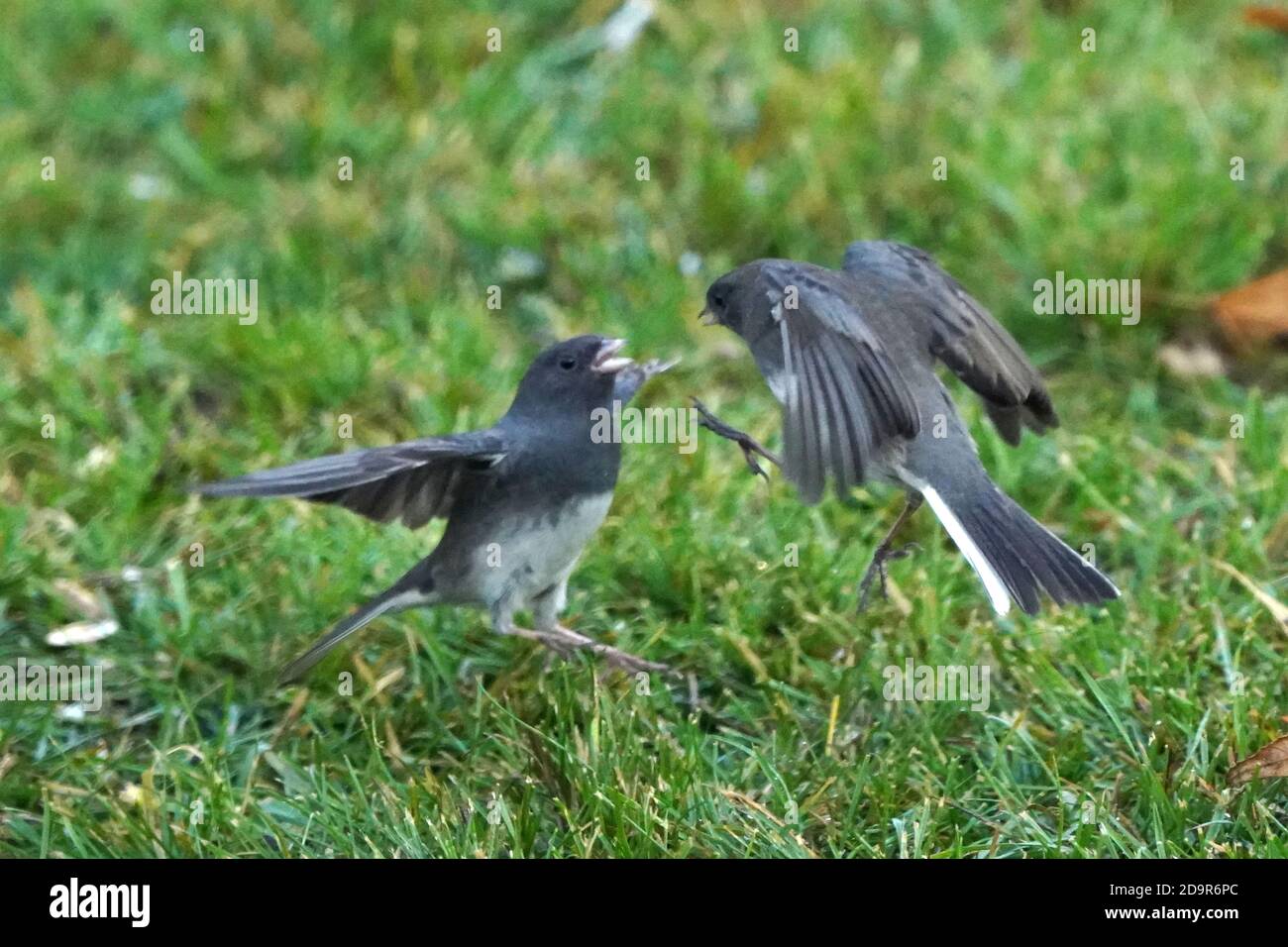 Males fighting over females hi-res stock photography and images - Alamy