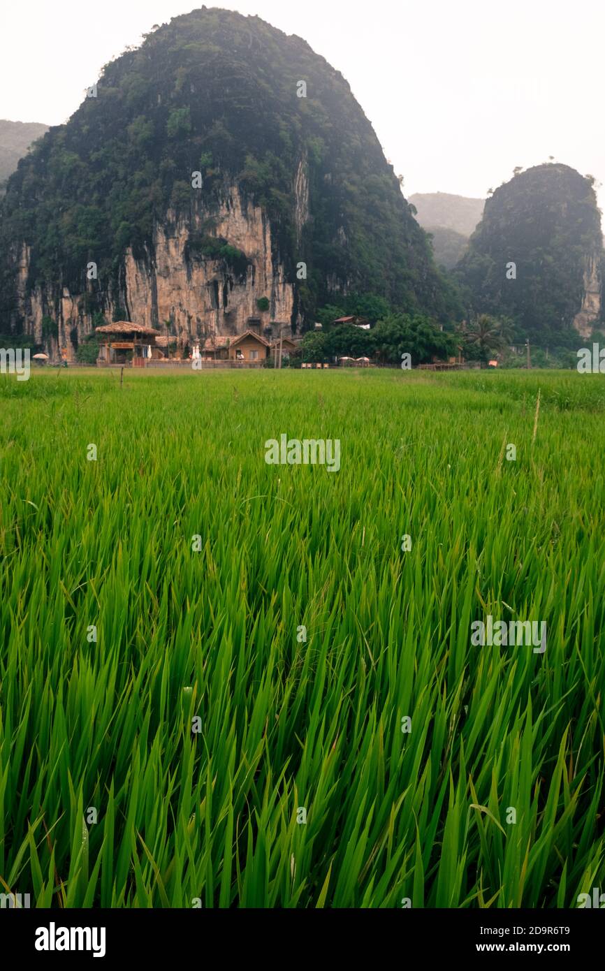 Rice fields with limestone mountains in Tam Coc, Ninh Binh - Vietnam ...