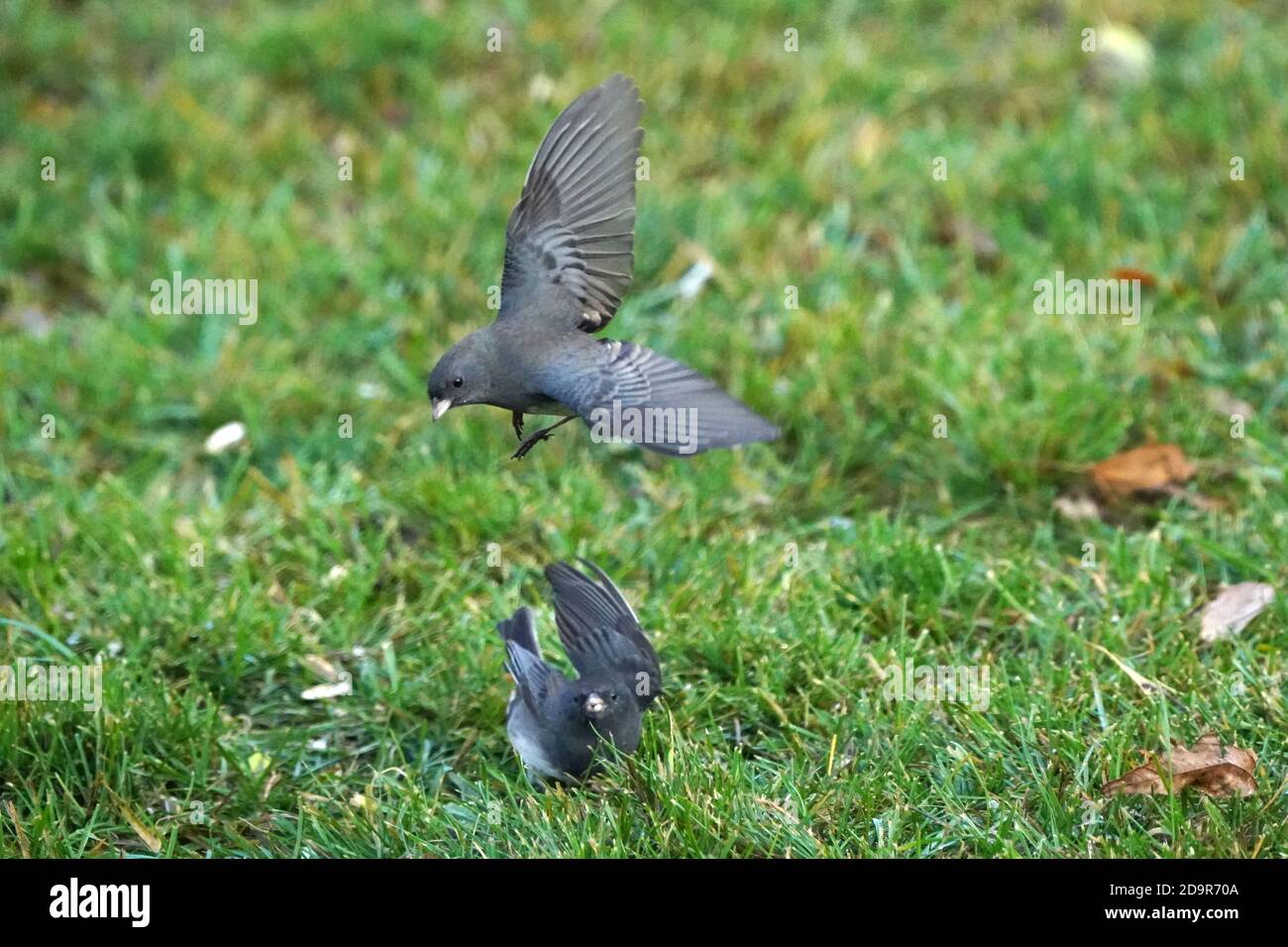 Males fighting over females hi-res stock photography and images - Alamy