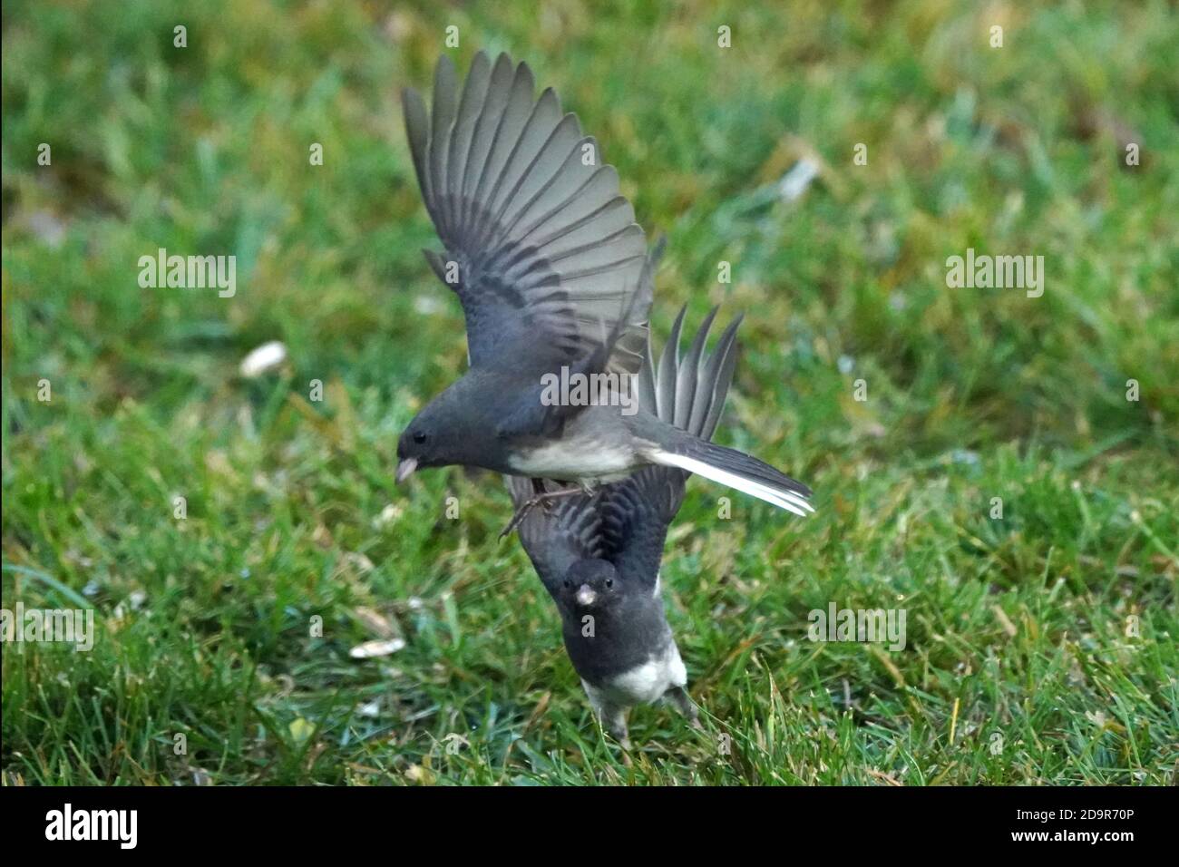 Junco fight on the grass Stock Photo - Alamy