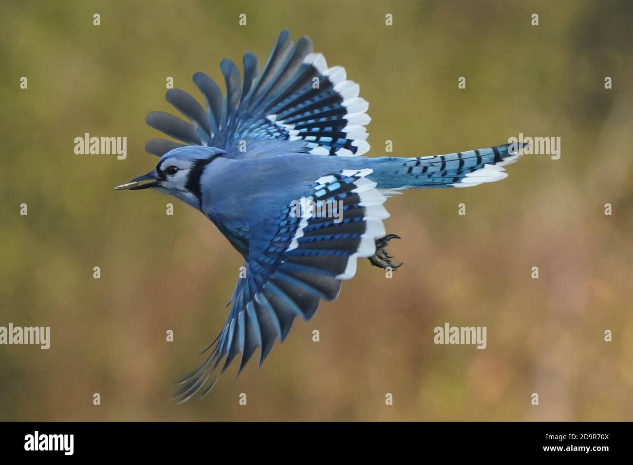 Blue Jays in flight over feeder Stock Photo - Alamy