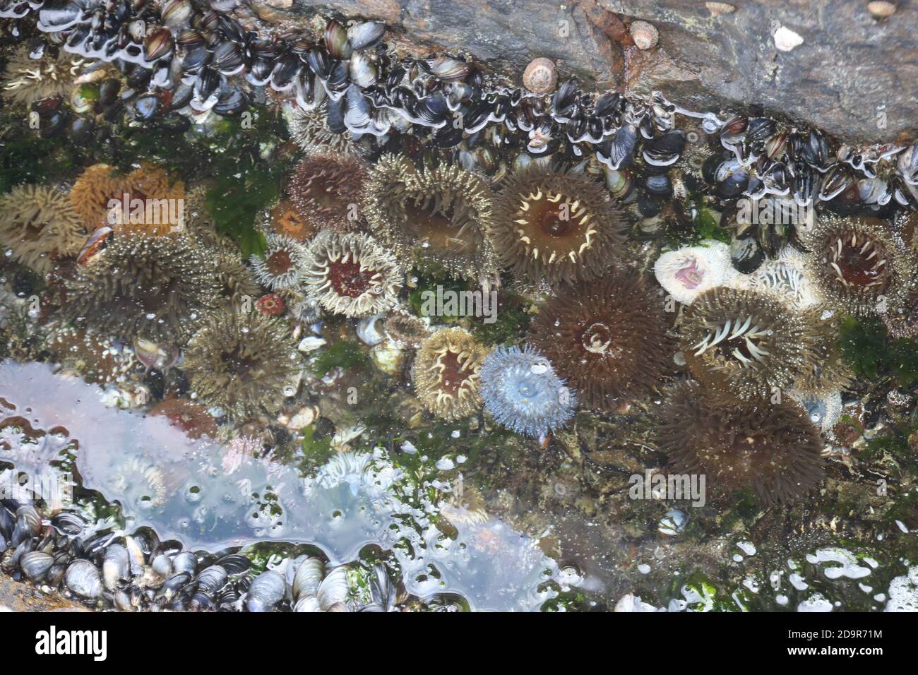 Sea Anemones and mussles in open nature, in the rocks by the Atlantic ...