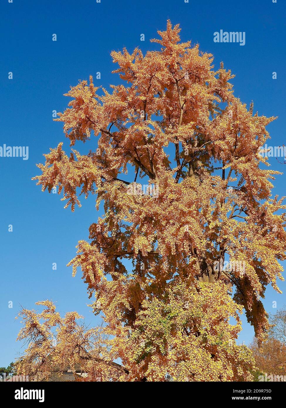 Big Ginkgo Trees High Resolution Stock Photography and Images - Alamy