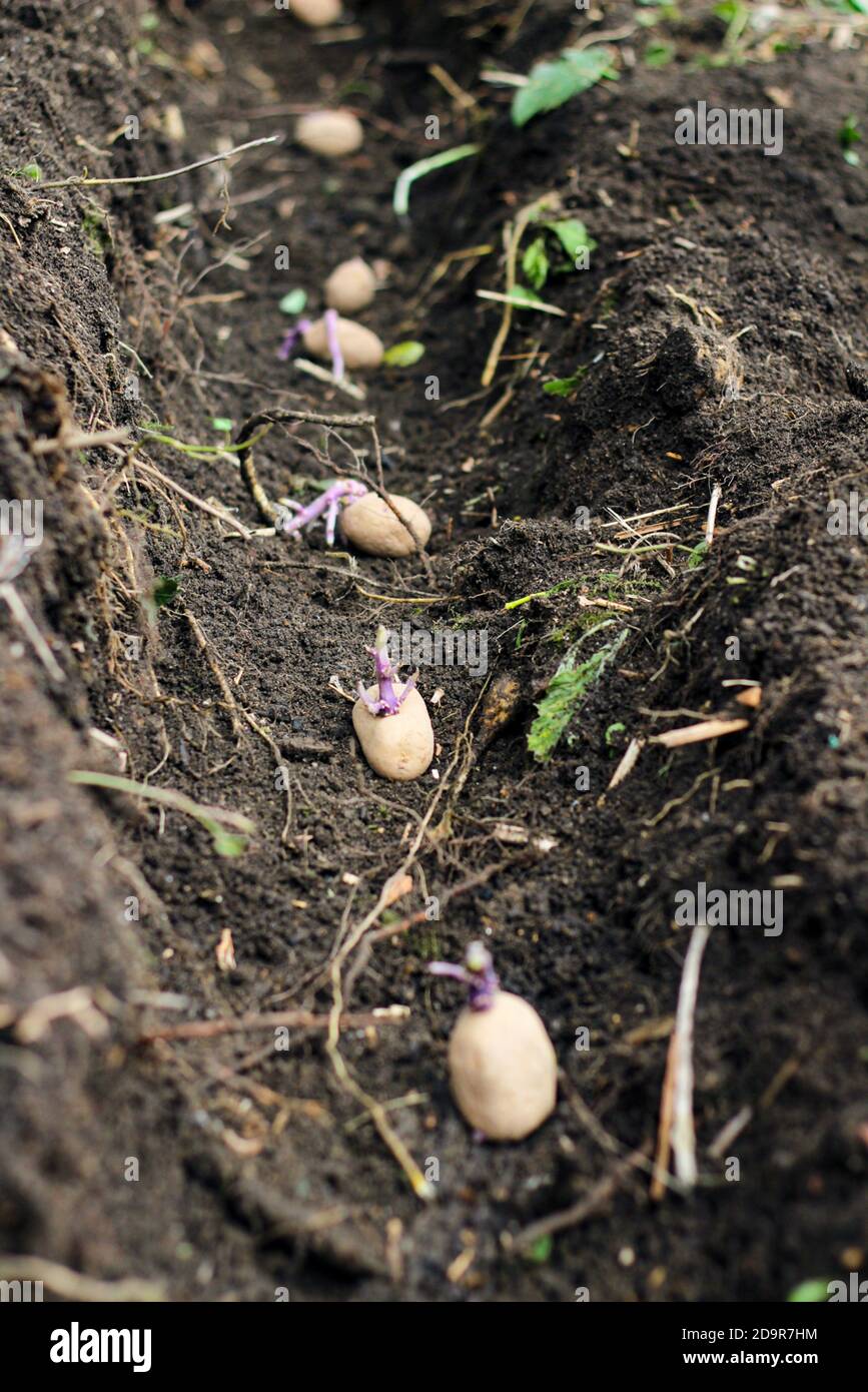A row of potato seedlings / tubers in a trench about to be planted in ...